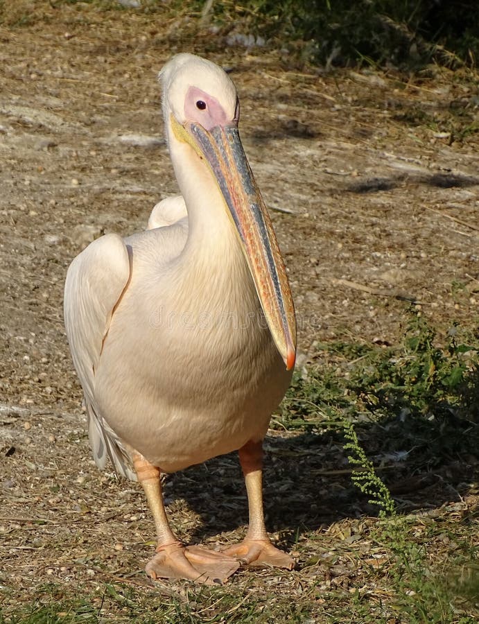 Close Up with Pelicans Looking for Food in the Water - Wild Bird Stock ...