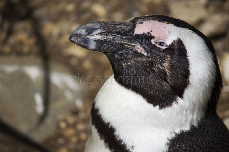 Close up of penguin stock photo. Image of bird, white - 26427524