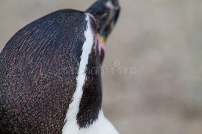Close-up of a Penguin S Head Stock Image - Image of outdoors, side ...