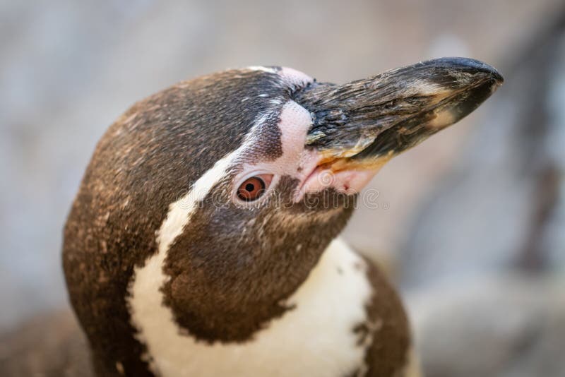 Close-up of a Penguin S Head, Showcasing Its Distinctive Features Stock ...