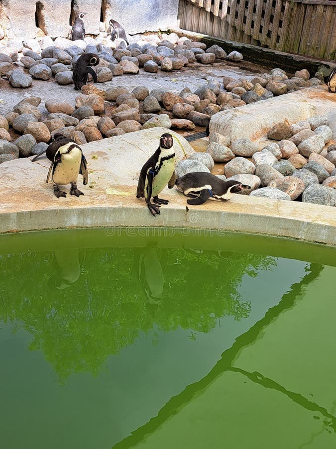 Close up of Penguins stock photo. Image of wildlife - 280442518