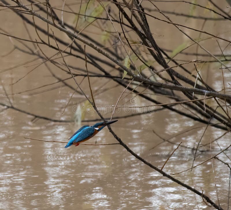 Close-up of a Pennington Flash Kingfisher Taking Off from a Tree Twig ...