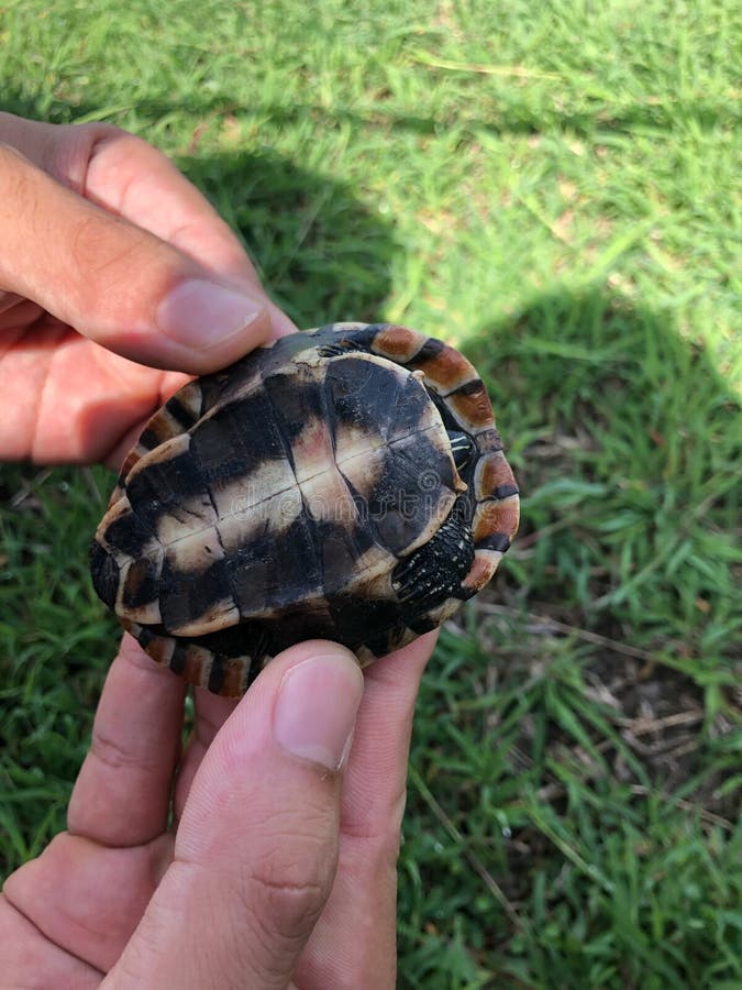People Hand Hold Tiny Turtle Shell at Tropical Forest Stock Photo ...