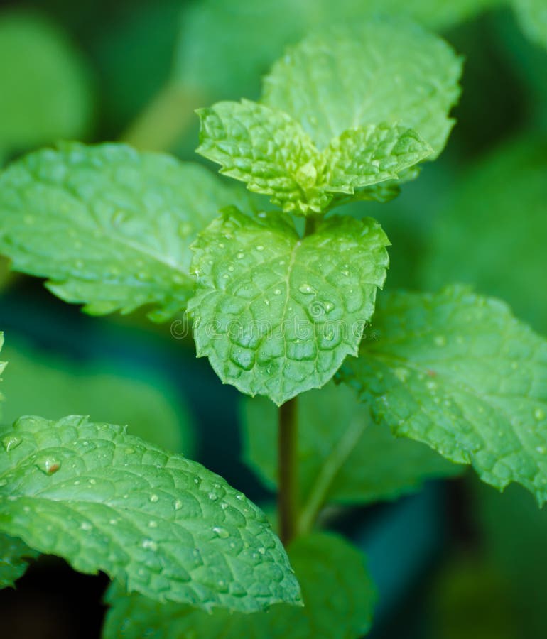 Close-up pepper mint stock photo. Image of leaf, aroma - 41931942