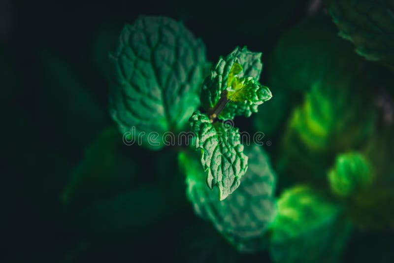 Close Up Peppermint in Dark Image Stock Photo - Image of green ...