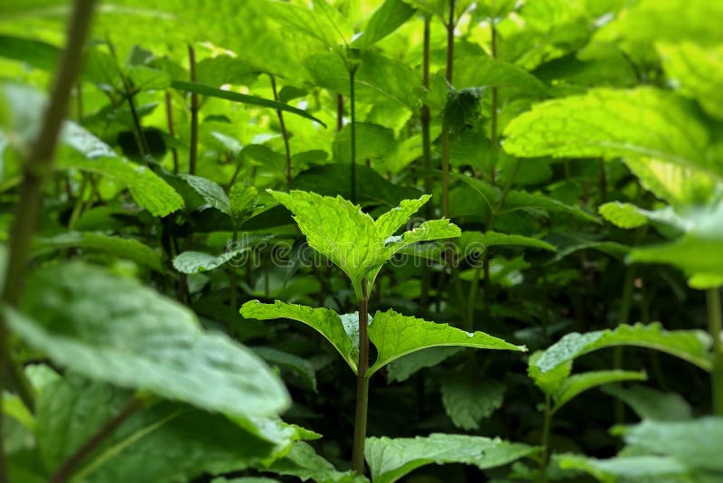 Close Up Peppermint Plants Side View. Stock Image - Image of green ...