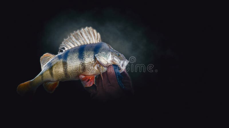 Close-up Perch on a Dark Background. Fishing Stock Image - Image of ...