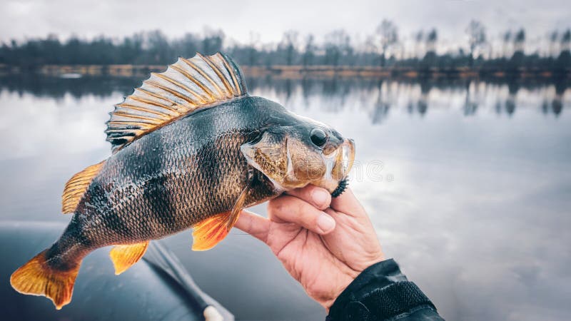 Close-up Perch in the Hand of a Fisherman Stock Image - Image of bait ...