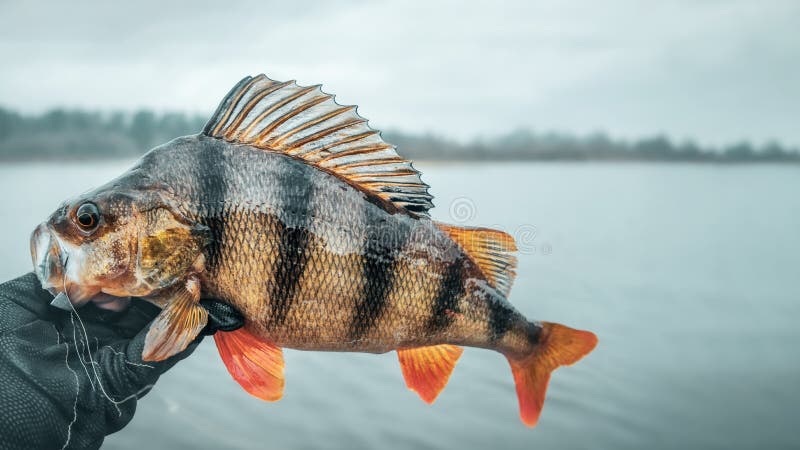 Close-up Perch in the Hand of a Fisherman Stock Image - Image of bait ...