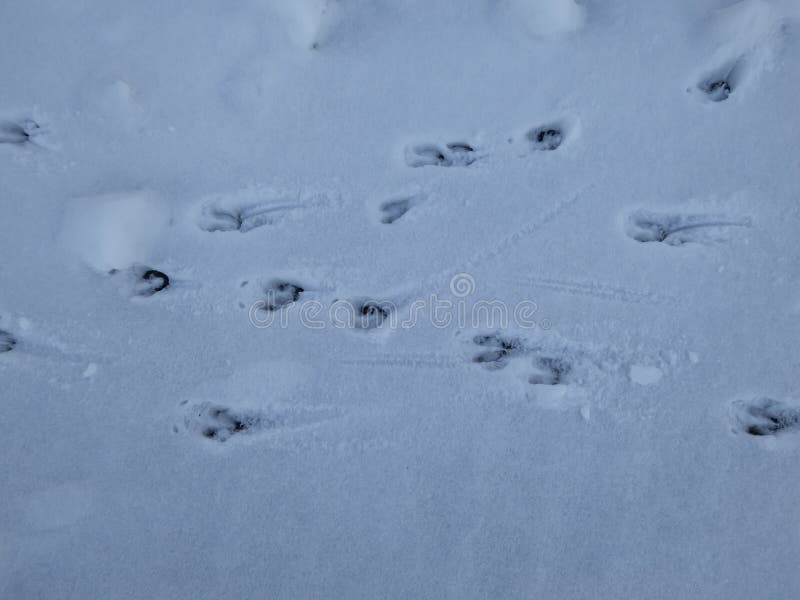 Close-up of a Perfect Footprints of Roe Deer (Capreolus Capreolus) on ...