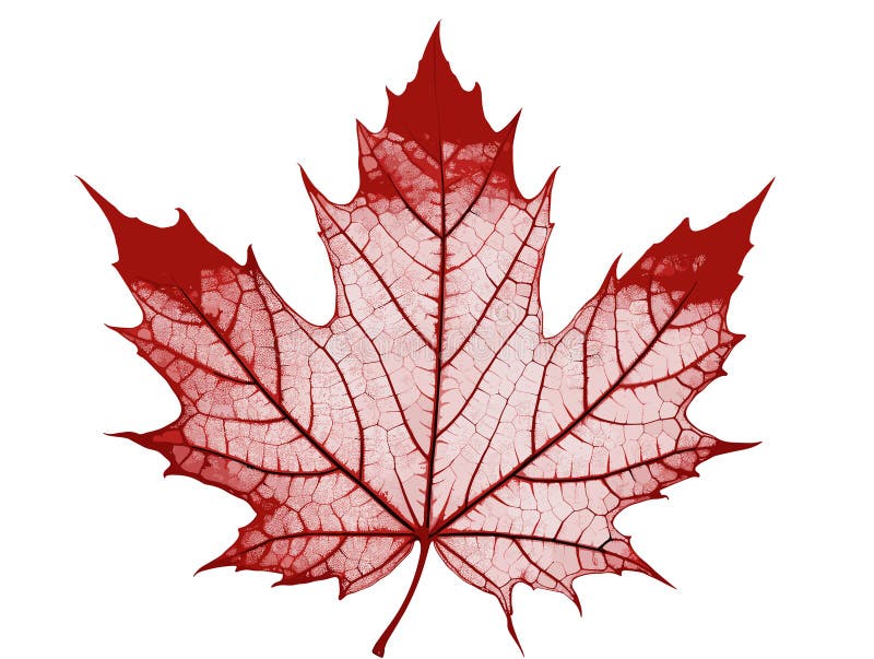Close-up of a Perfect Red Maple Leaf in Hand-drawn Style Stock Vector ...