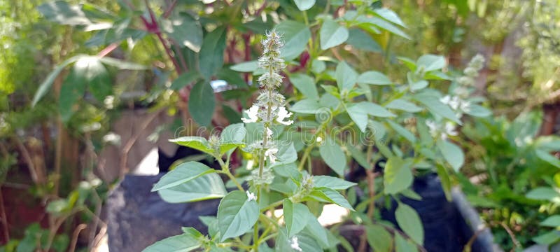 Close Up of Perilla Frutescens, Commonly Called Perilla Stock Image ...