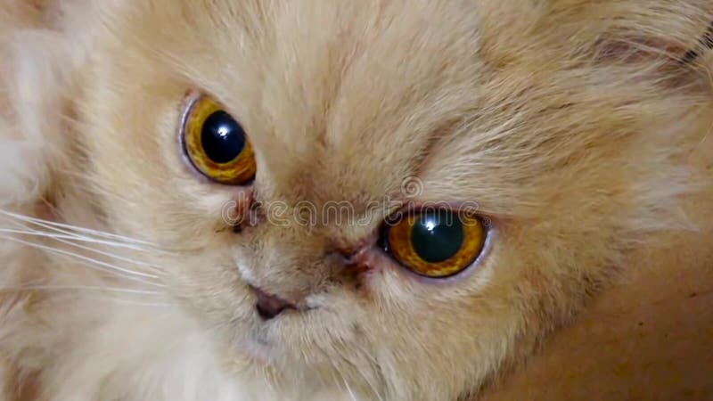 Close up persian cat eye m stock footage. Video of nose - 57250750
