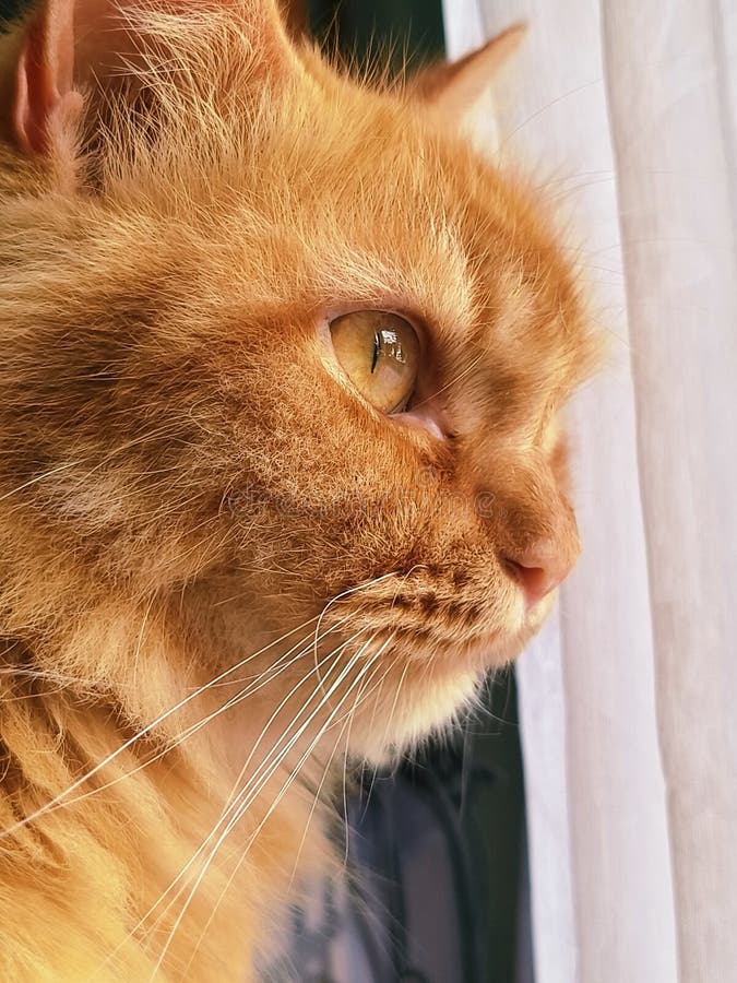 Close Up Persian Yellow Cat.that Looks Outside Window, Curious about ...