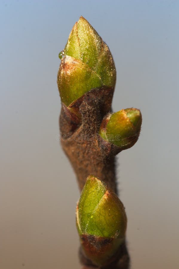 323 Young Persimmon Tree Photos - Free & Royalty-Free Stock Photos from ...