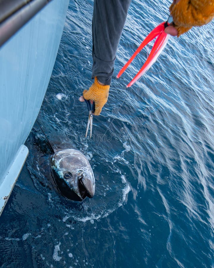 Close-up of a Person Catching a Fish in the Ocean Stock Photo - Image ...