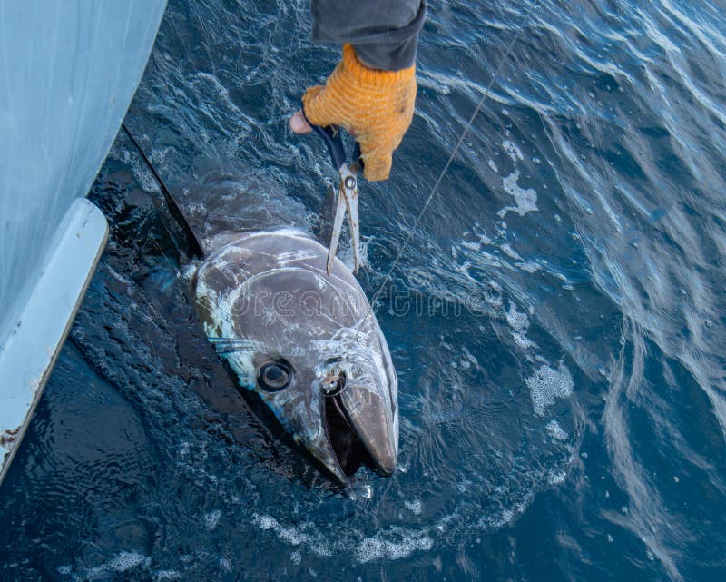 Close-up of a Person Catching a Fish in the Ocean Stock Image - Image ...