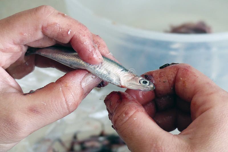 Close-up of a Person Cleaning Anchovy for Cooking,fish Cleaning Stock ...
