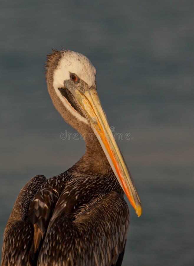 Close-up of Peruvian Pelican Stock Photo - Image of detailed, creatures ...