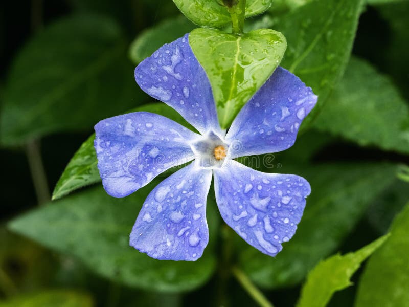 Close Up of Pervinca Flower Stock Photo - Image of detail, nature ...
