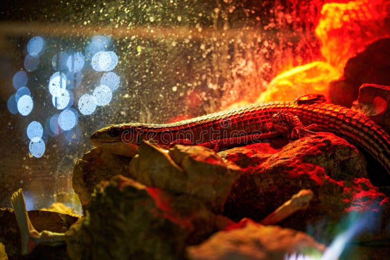 Close-up of Pet Lizard in Reptile Breeding Box Stock Photo - Image of ...