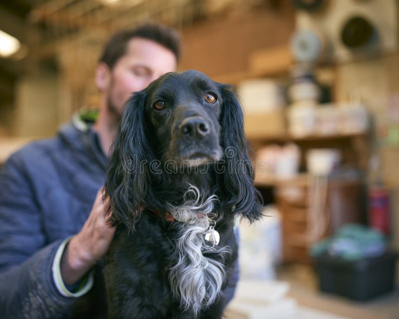 Close Up of Pet Spaniel Dog at Work with Owner Woodwork Workshop Stock ...