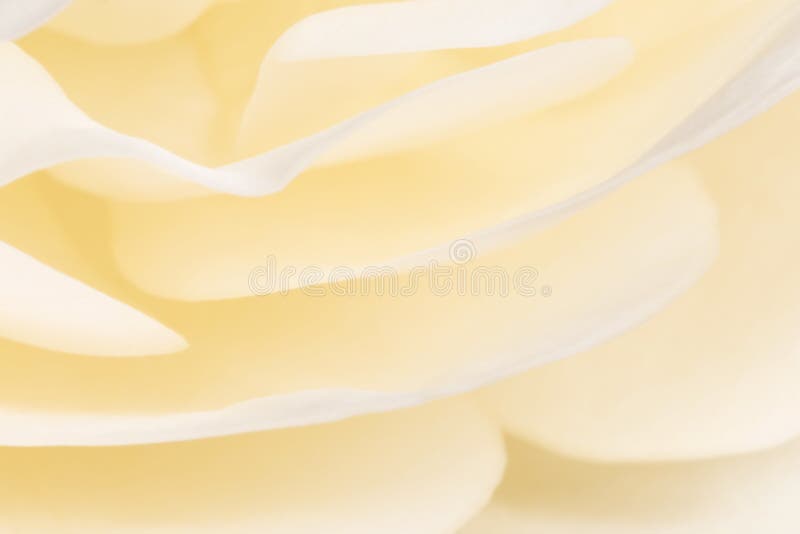 Close Up of Petals of White Rose Stock Image - Image of blossom, macro ...