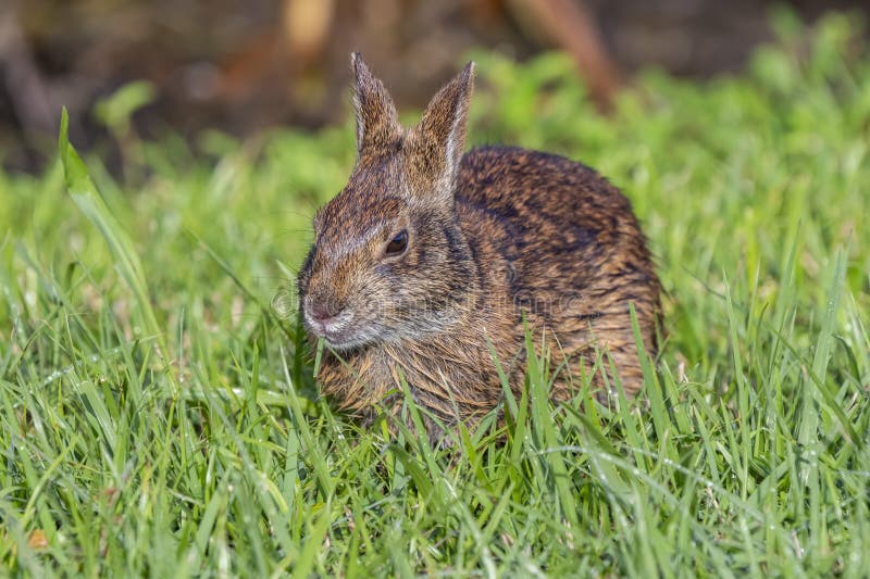Close-up of a Petite Rabbit Sniffing the Grass Stock Image - Image of ...