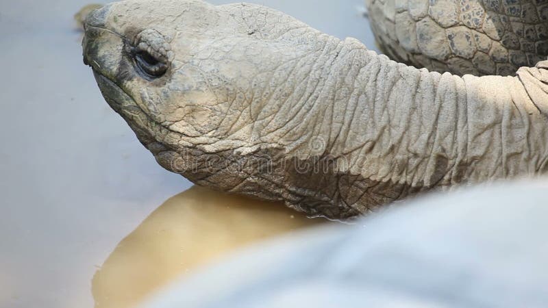 Close-Up of a Sea Turtle S Face Stock Footage - Video of closeup ...