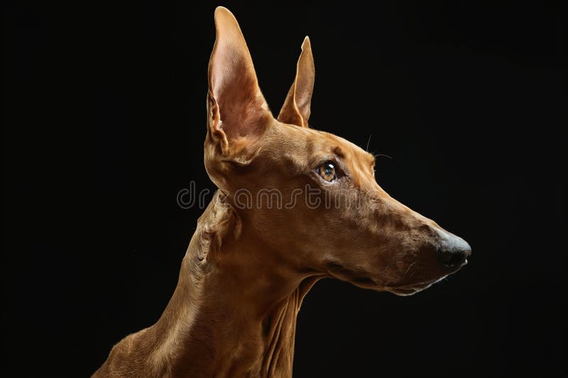 Close-up of a Pharaoh Hound Breed Dog with Prominent Ears Stock Photo ...