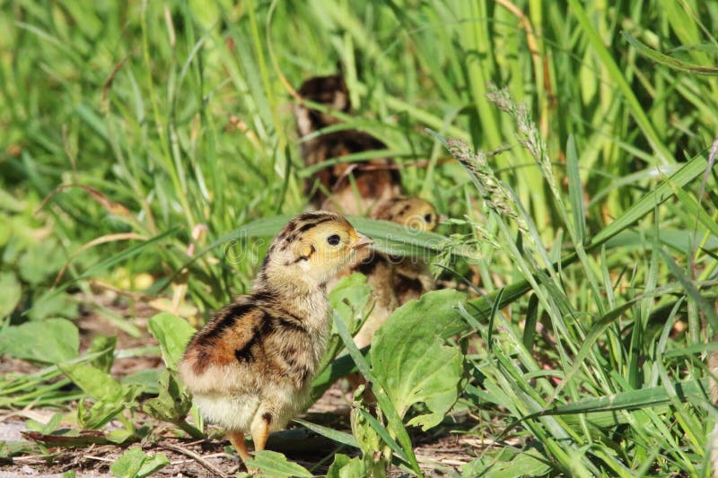 Phasianus Colchicus Common Pheasant Chicks Walking on Ground among ...