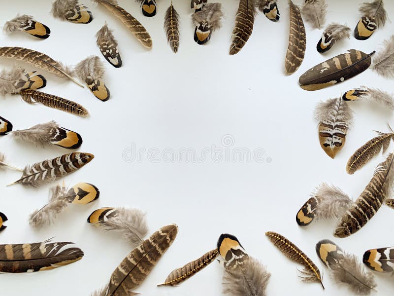 Close-up Pheasant Feathers Composition on White Background Copy Space ...