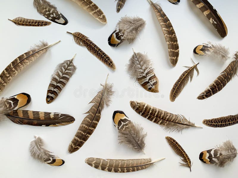 Close-up Pheasant Feathers Composition on White Background Stock Image ...