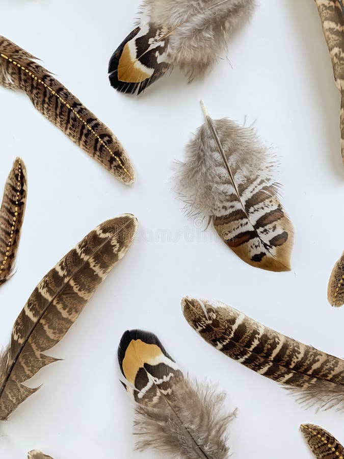 Close-up Pheasant Feathers Composition on White Background Stock Image ...