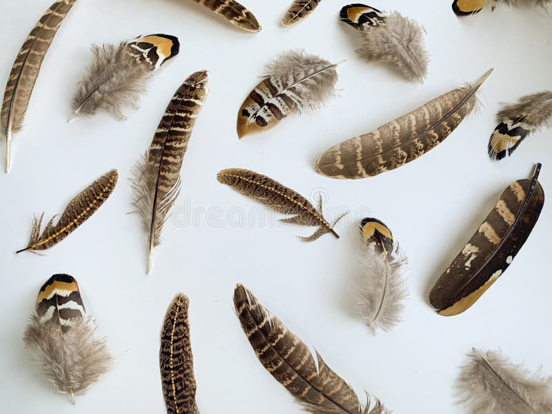 Close-up Pheasant Feathers Composition on White Background Stock Photo ...