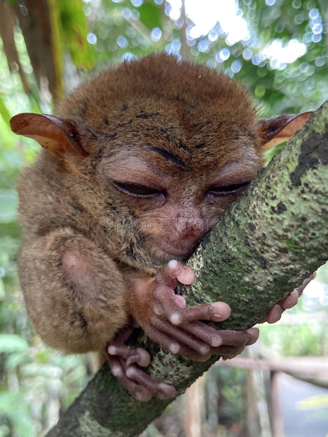 Philippine Tarsier Resting on a Branch Stock Image - Image of tiny ...
