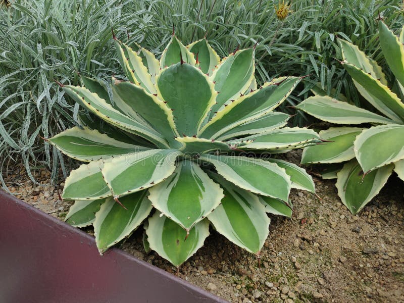 Close Up Photo of Agave Potatorum Stock Image - Image of leaf, spines ...