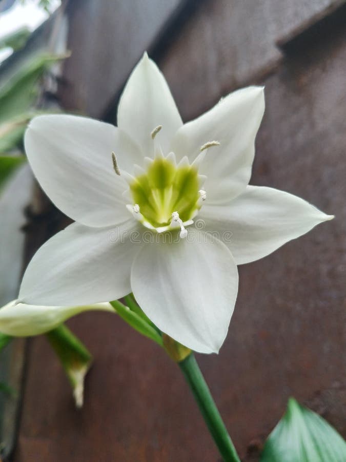Close Up Photo of Amazon Lily Flower in the Garden Stock Image - Image ...