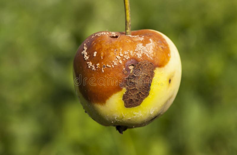 Spoiled crop of apples stock photo. Image of mold, parking - 101445974