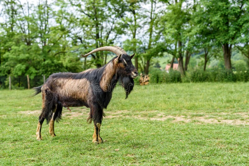 Arapawa Goat Stock Photos - Free & Royalty-Free Stock Photos from ...