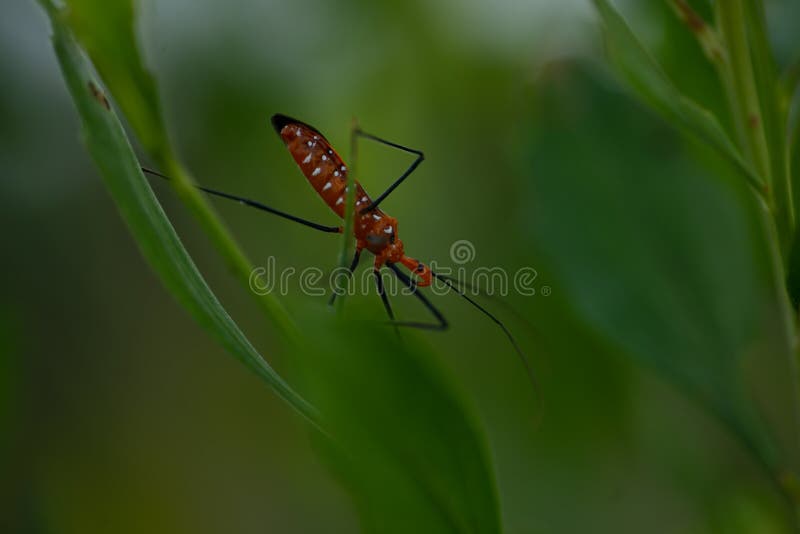 Close-up of an Assassin Bug. Stock Photo - Image of 2023, marsh: 279829920