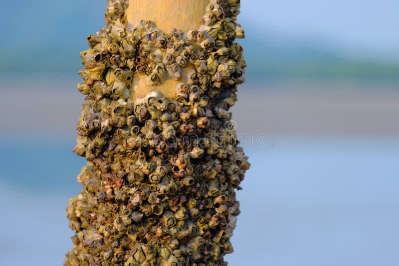 Barnacles Close Up Wood Stock Photos - Free & Royalty-Free Stock Photos ...