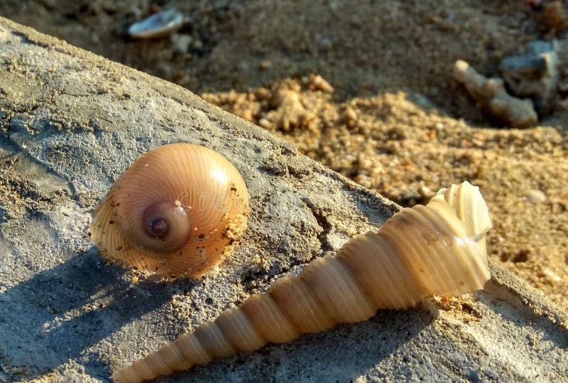 Beautiful Conch Shell on Abstract Background Stock Photo - Image of ...