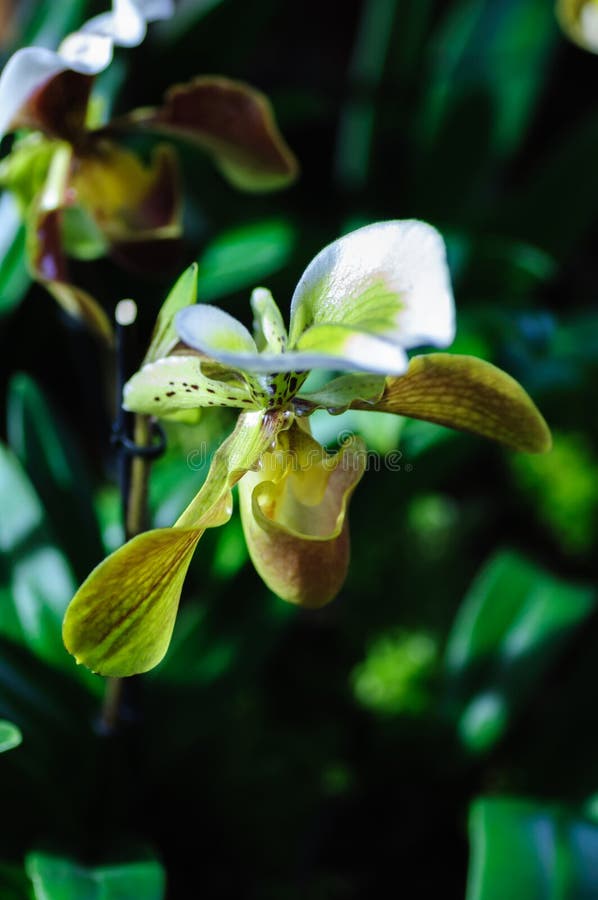 Close Up Photo with Beautiful Orchids. Top View Stock Photo - Image of ...