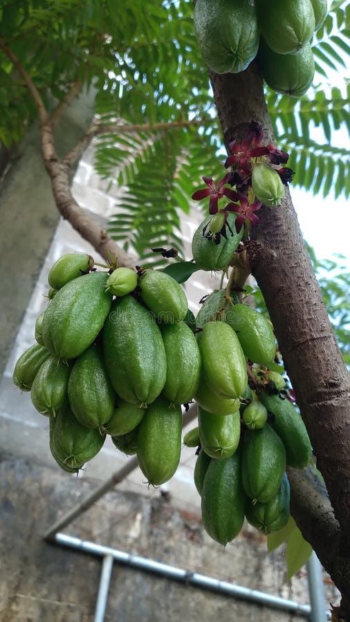 Close Up Photo of Bilimbi Growing on a Tree Stock Image - Image of ...