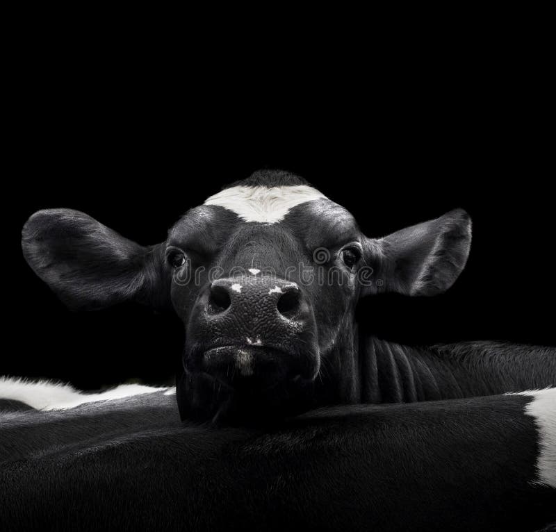 Cow Photography Black And White