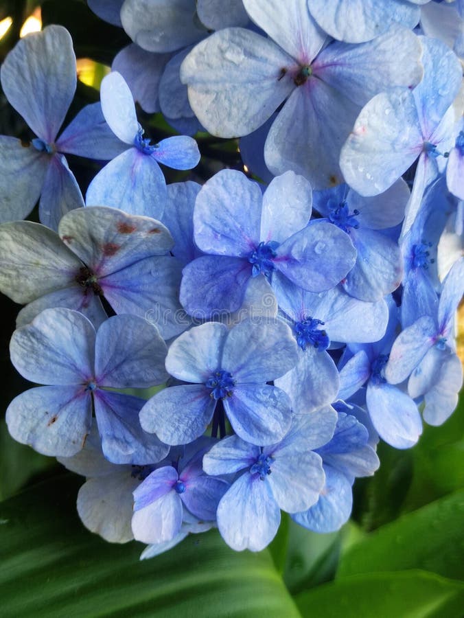 The Close-up Photo from Blue Hydrangea Flower Stock Image - Image of ...