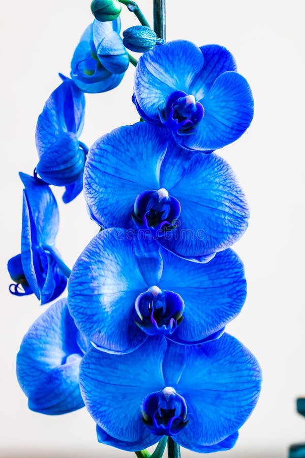Close Up Photo of Blue Orchid Isolated Stock Photo - Image of nice ...