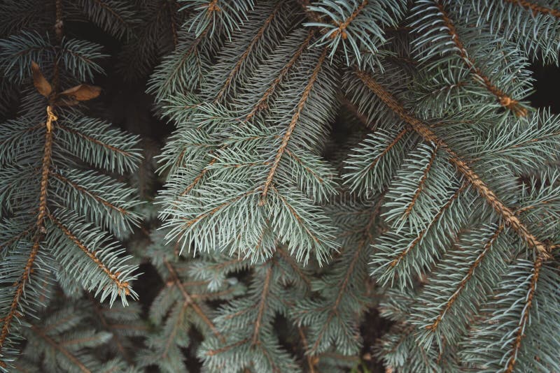 Close-up Photo of Blue Spruce Branches Stock Image - Image of plant ...