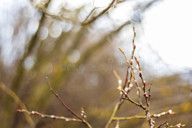 Close-up Photo, on a Blurred Background of Some Budding Tree Branches ...